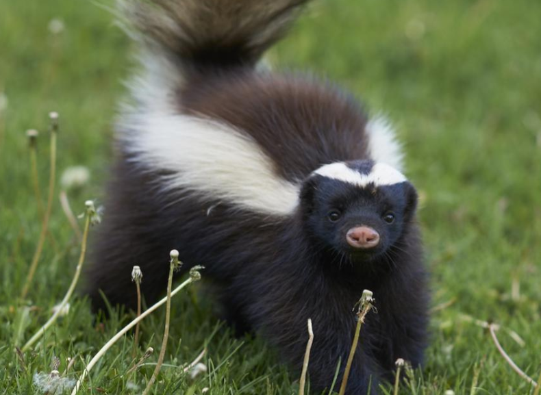 La présence de moufettes dans votre maison vous agace-t-elle ? - Blog ...